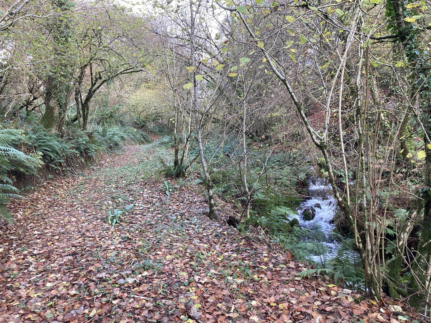 A LOVELY BLOCK OF 1.45 ACRES OF NATURALLY GENERATED WOODLAND IN A QUIET ...