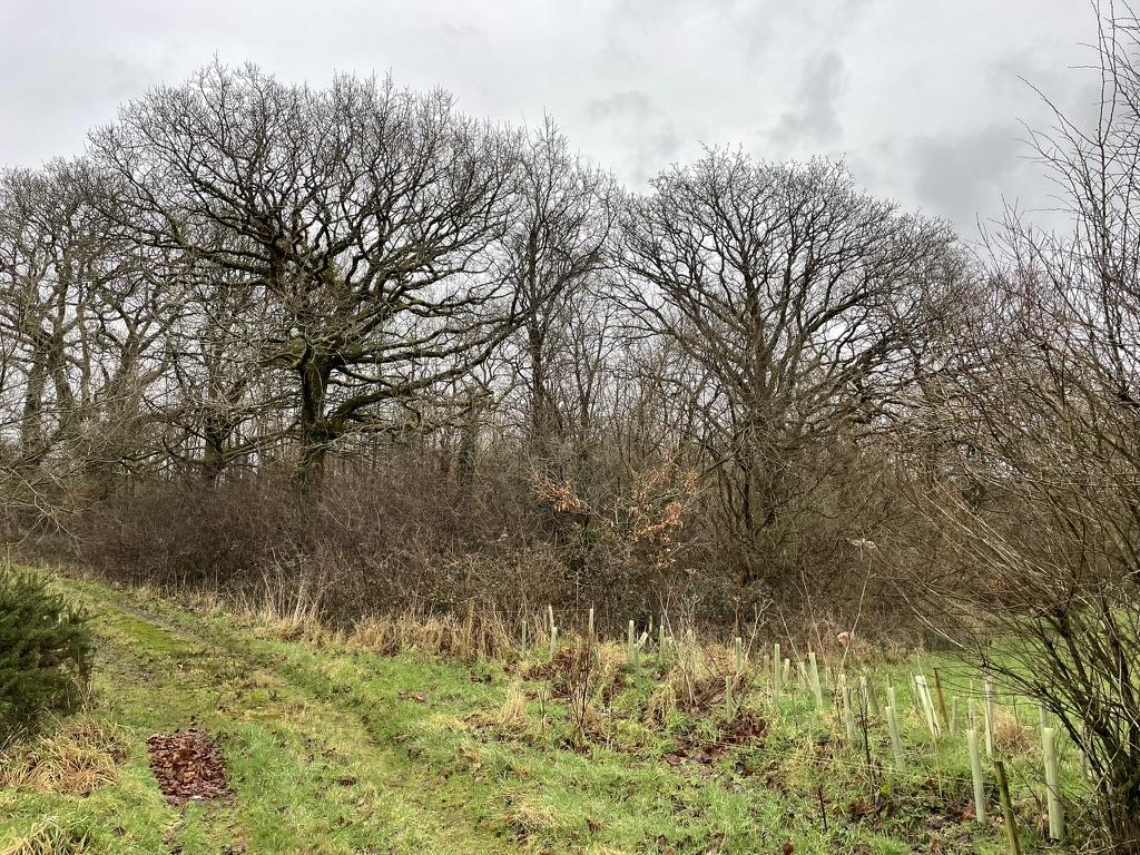 BELLE WOOD EXTENDS TO 1.63 ACRES AND IS SITUATED AT THE END OF A QUIET ...